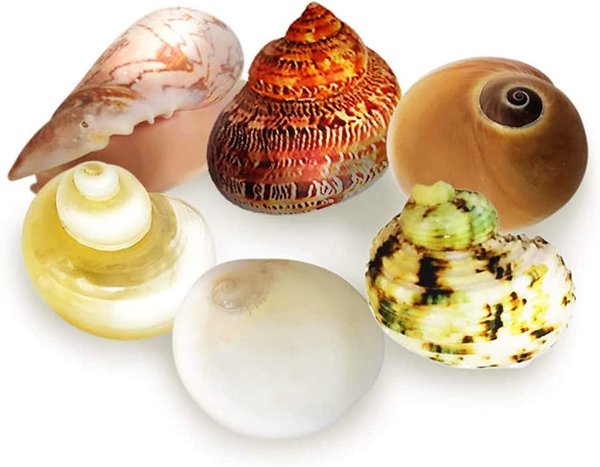 SUNGROW Natural Hermit Crab Shells for Molting Protection & Shell ...