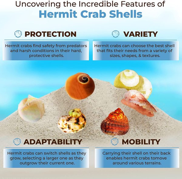 SUNGROW Natural Hermit Crab Shells for Molting Protection & Shell ...