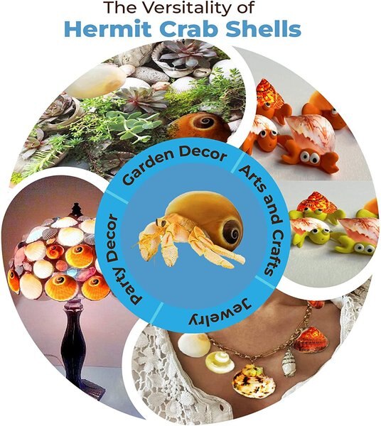 SUNGROW Natural Hermit Crab Shells for Molting Protection & Shell ...