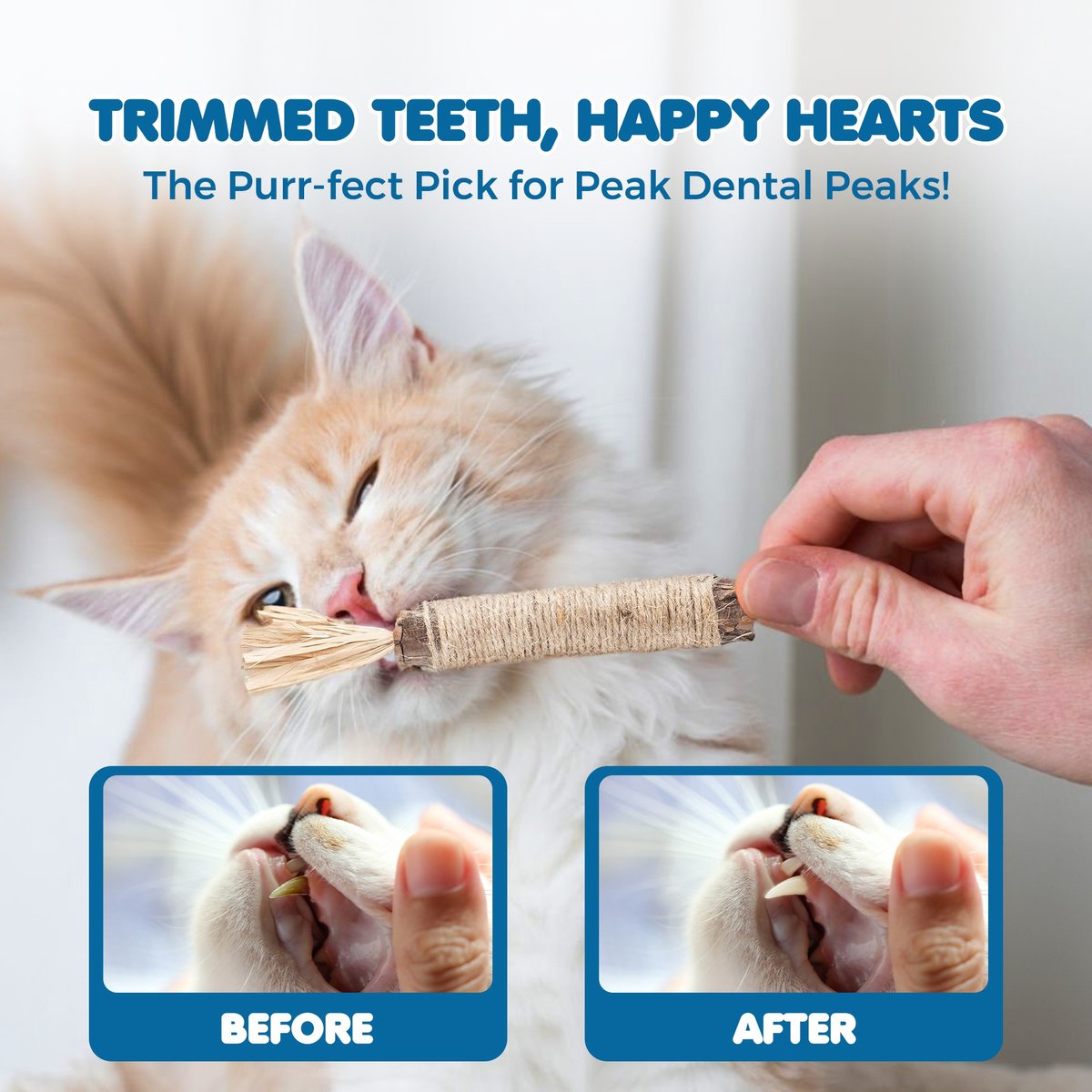 SUNGROW Silvervine Teething Chew Sticks Dental Treat & Feather Cat Toy ...