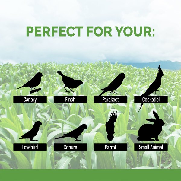 Out of Stock - SUNSEED Natural Corn Cob Bird & Small Pet Bedding ...