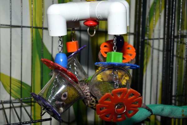 SUPER BIRD CREATIONS 4 Way Forager Bird Toy - Chewy.com