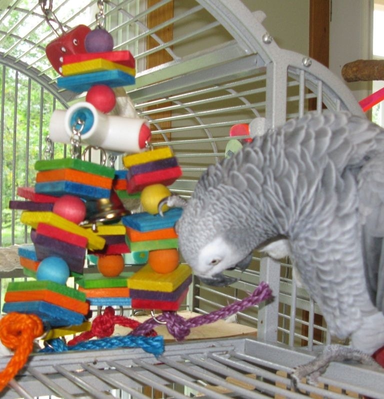 SUPER BIRD CREATIONS 4 Way Play Bird Toy, Large - Chewy.com