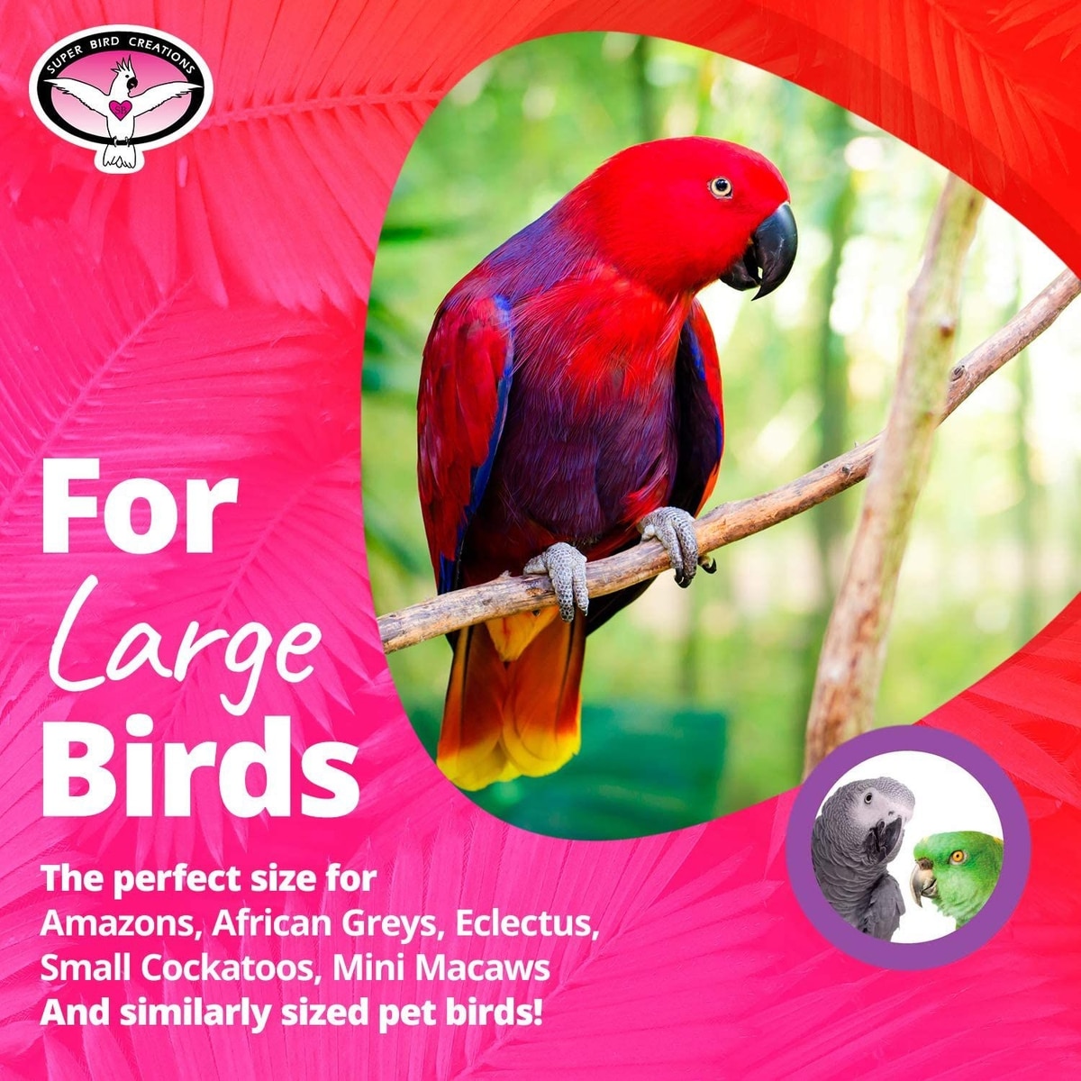 SUPER BIRD CREATIONS 4 Way Play Bird Toy, Large - Chewy.com