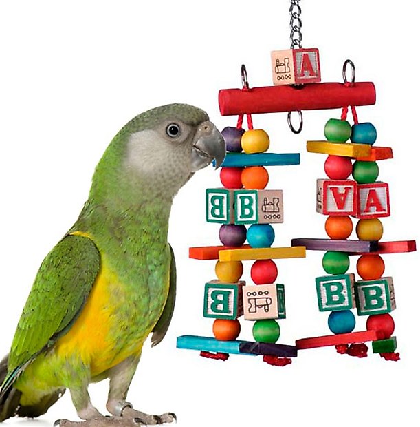 Parrot Toys | Chewy