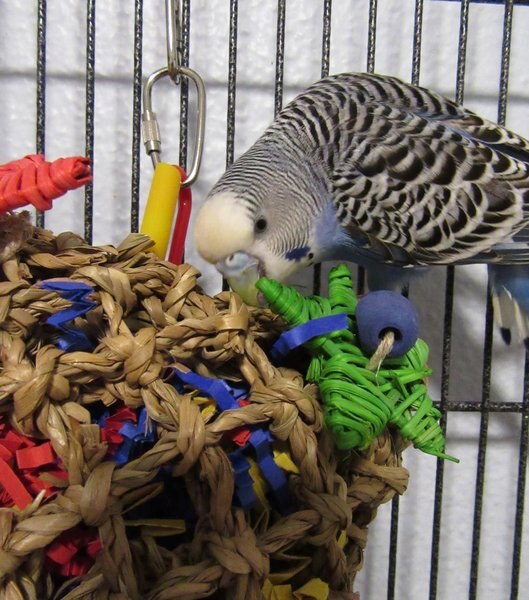 SUPER BIRD CREATIONS Pickin' Pocket Bird Toy - Chewy.com