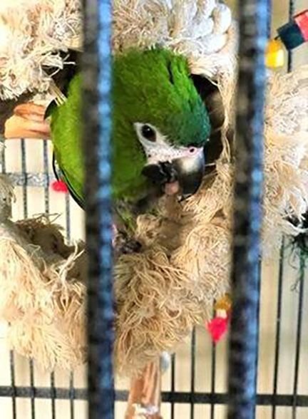 SUPER BIRD CREATIONS Snuggle Ring Bird Toy - Chewy.com