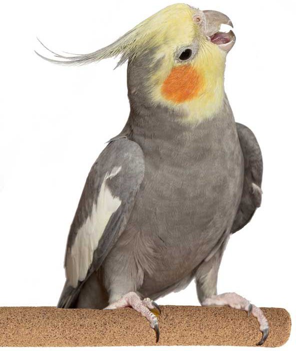 Bird Cage Perches & Swings: Wood, Plastic & More (Free Ship) | Chewy