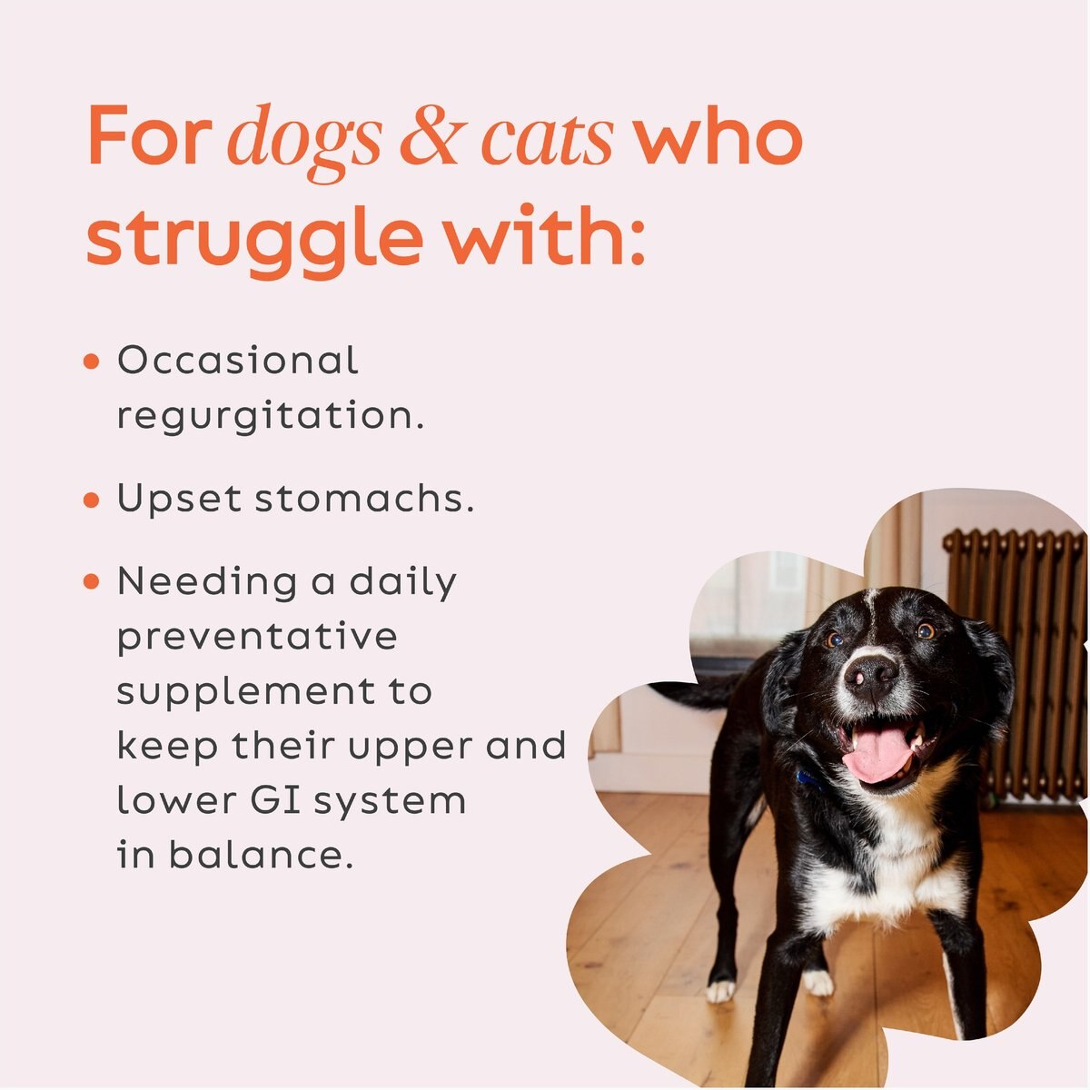 SUPER SNOUTS G.I. Balance Digestive Support Dog & Cat Supplement, 3.1 ...