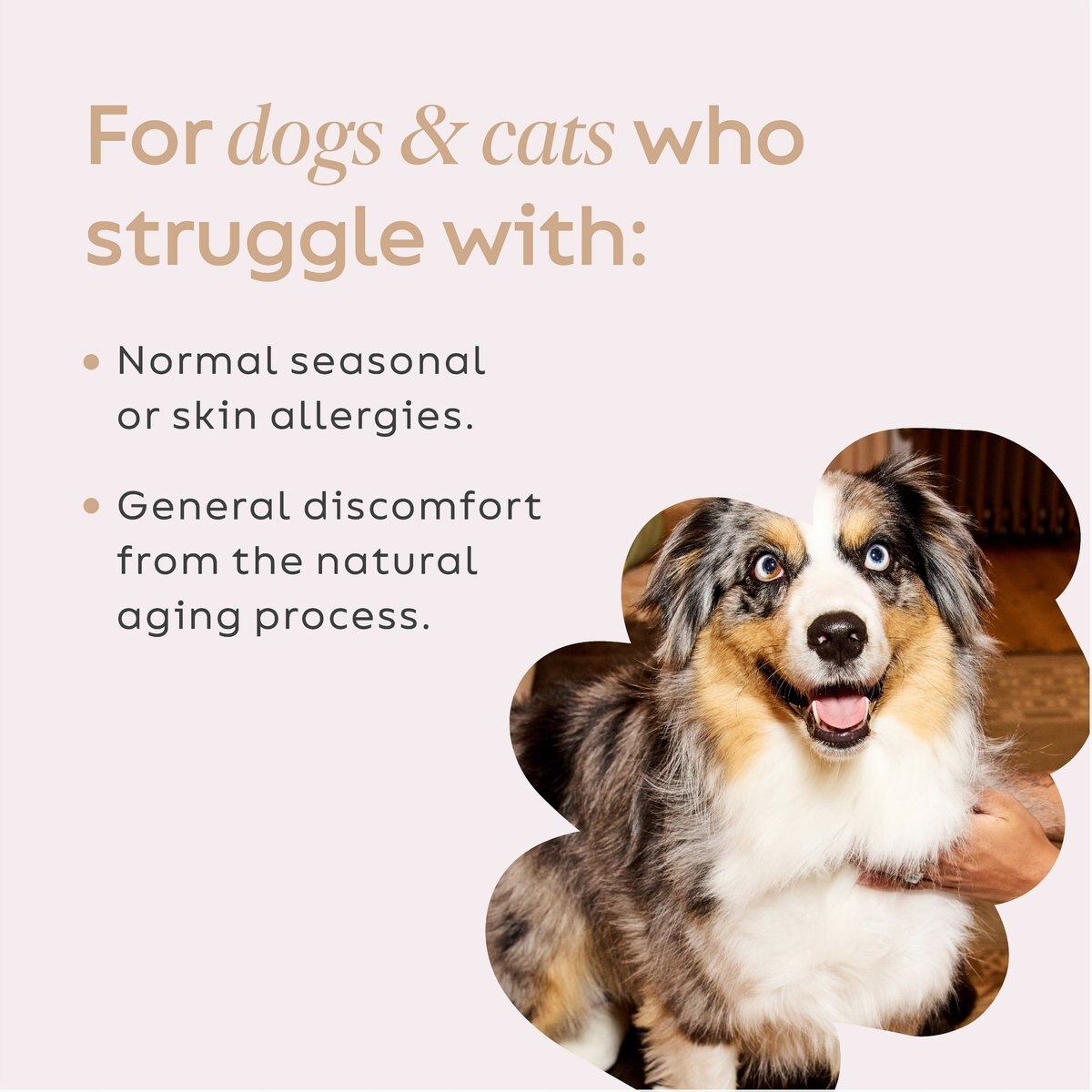 SUPER SNOUTS Turkey Tail Powder Immune Supplement for Dogs & Cats, 5.29 ...