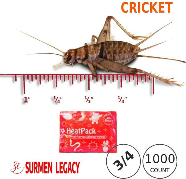 Discontinued - SURMEN LEGACY Gutloaded Banded Crickets Live Feed ...