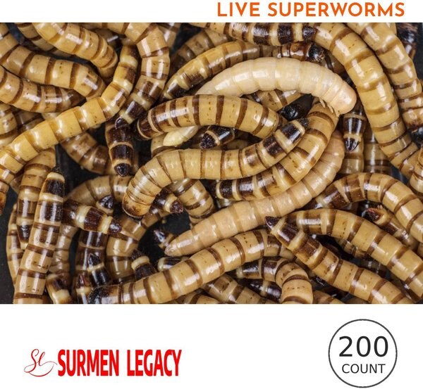 Discontinued - SURMEN LEGACY Gutloaded Superworms Live Feed Reptile Food, 1.5 to 2-in, 200 count ...