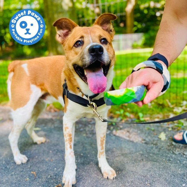 SWEET PAWS Chunky Wearable Puppy Teether Stack Dog Toy, 2 count, K-9 ...