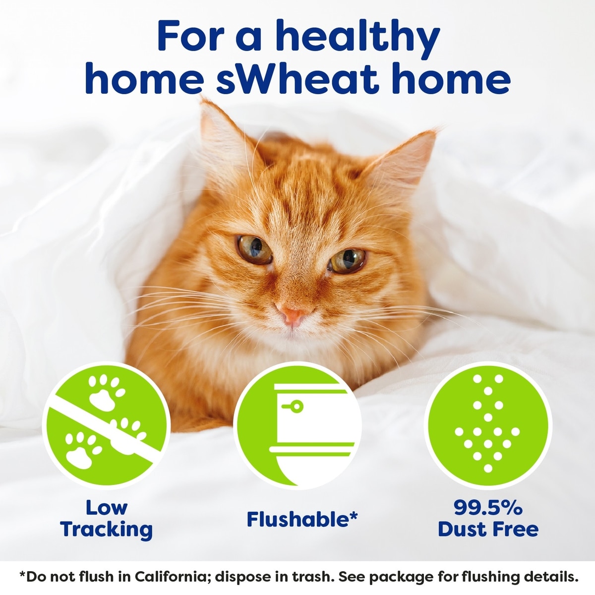 SWHEAT SCOOP Multi-Cat Natural Clumping Wheat Cat Litter, 56-lb bundle ...