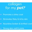 TAILY Collagen Bacon Flavored Liquid Skin & Coat Supplement for Dogs ...