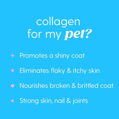 Out of Stock - TAILY Collagen Bacon Flavored Liquid Skin & Coat ...