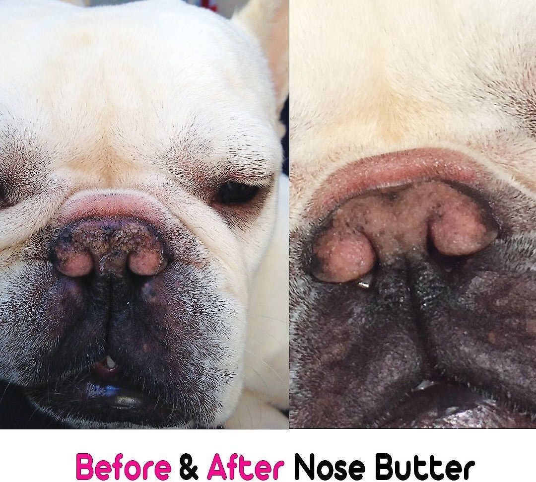 THE BLISSFUL DOG French Bulldog Nose Butter, 8-fl oz tin - Chewy.com