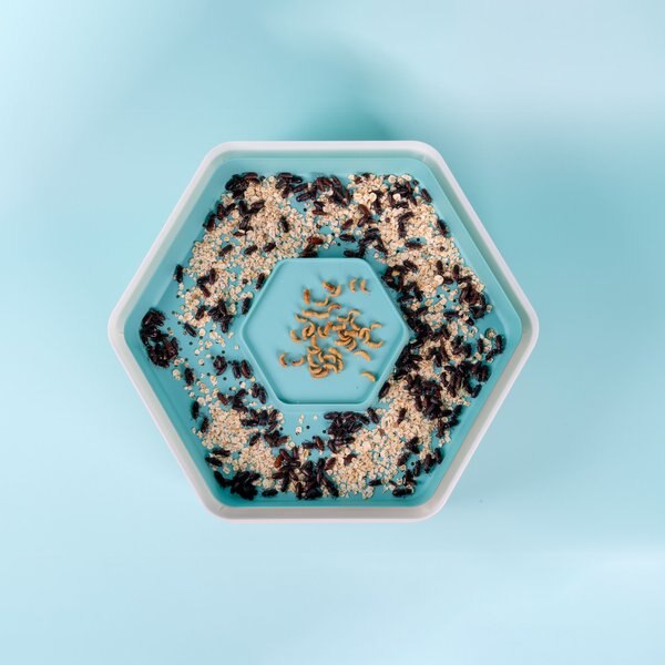 THE BUG FACTORY Mealworm Growing Pod Reptile Feeder, White & Green ...