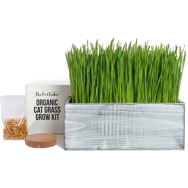 THE CAT LADIES Organic Pet Grass Grow Kit with Planter, Black - Chewy.com