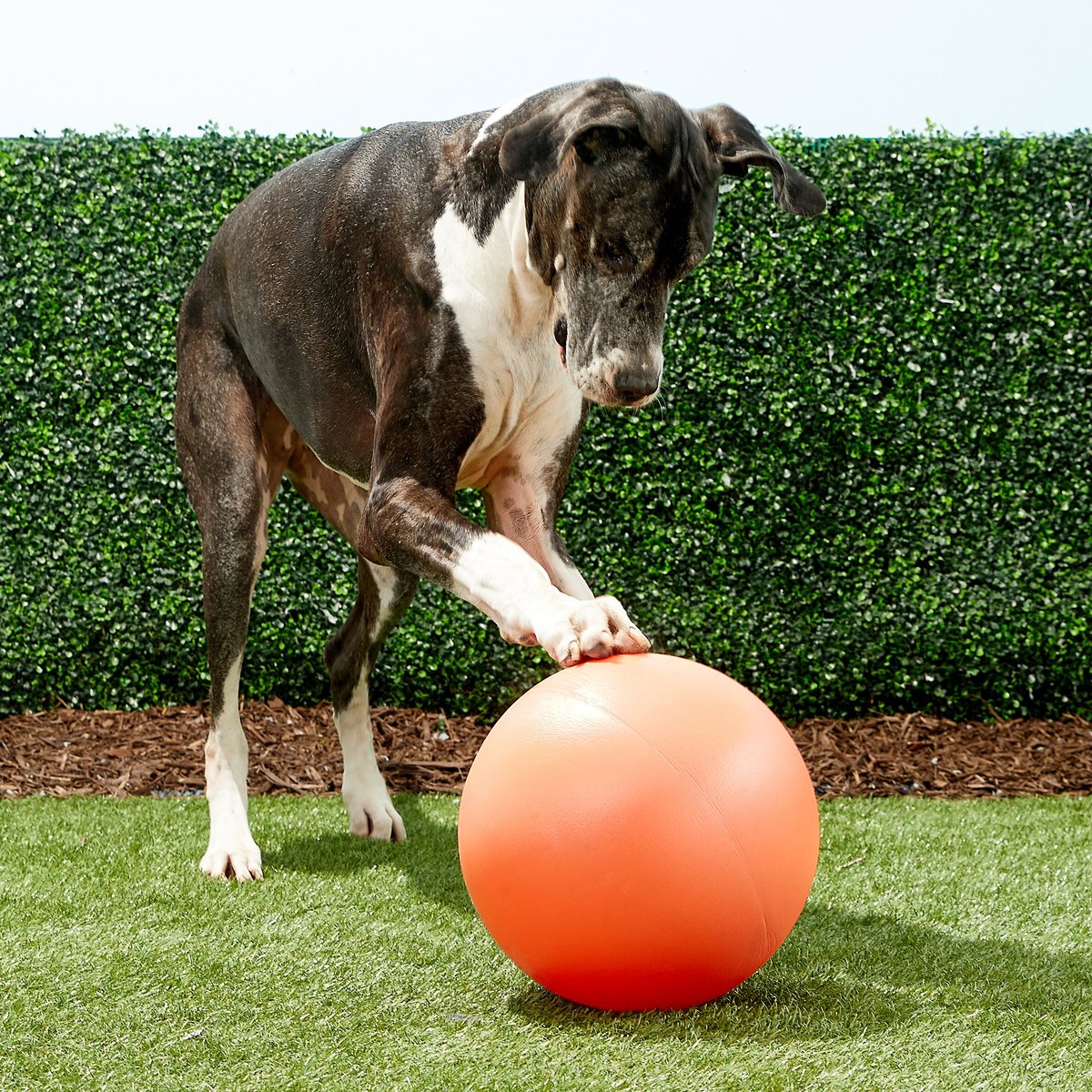 THE VIRTUALLY INDESTRUCTIBLE BALL Dog Toy, Color Varies, 14-in - Chewy.com