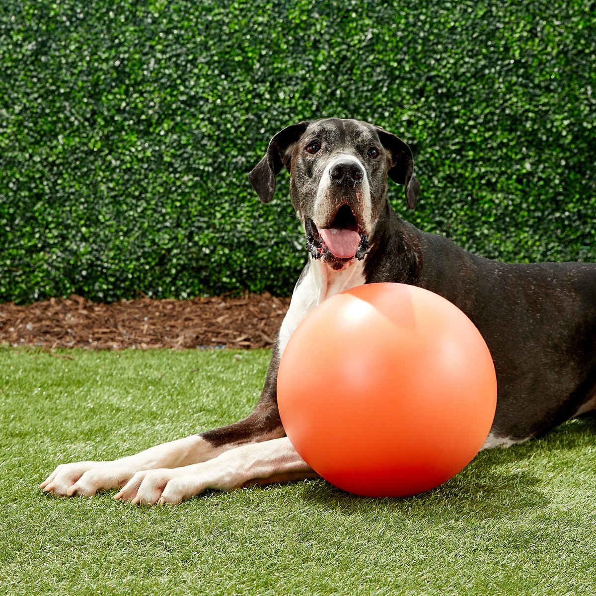 THE VIRTUALLY INDESTRUCTIBLE BALL Dog Toy, Color Varies, 14-in - Chewy.com