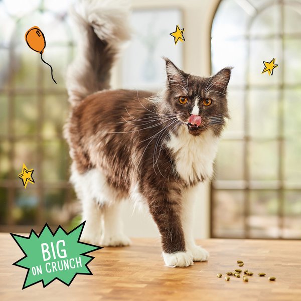 TINY TIGER Catnip Craze Flavor Filled Crunchy Cat Treats, 3-oz bag ...