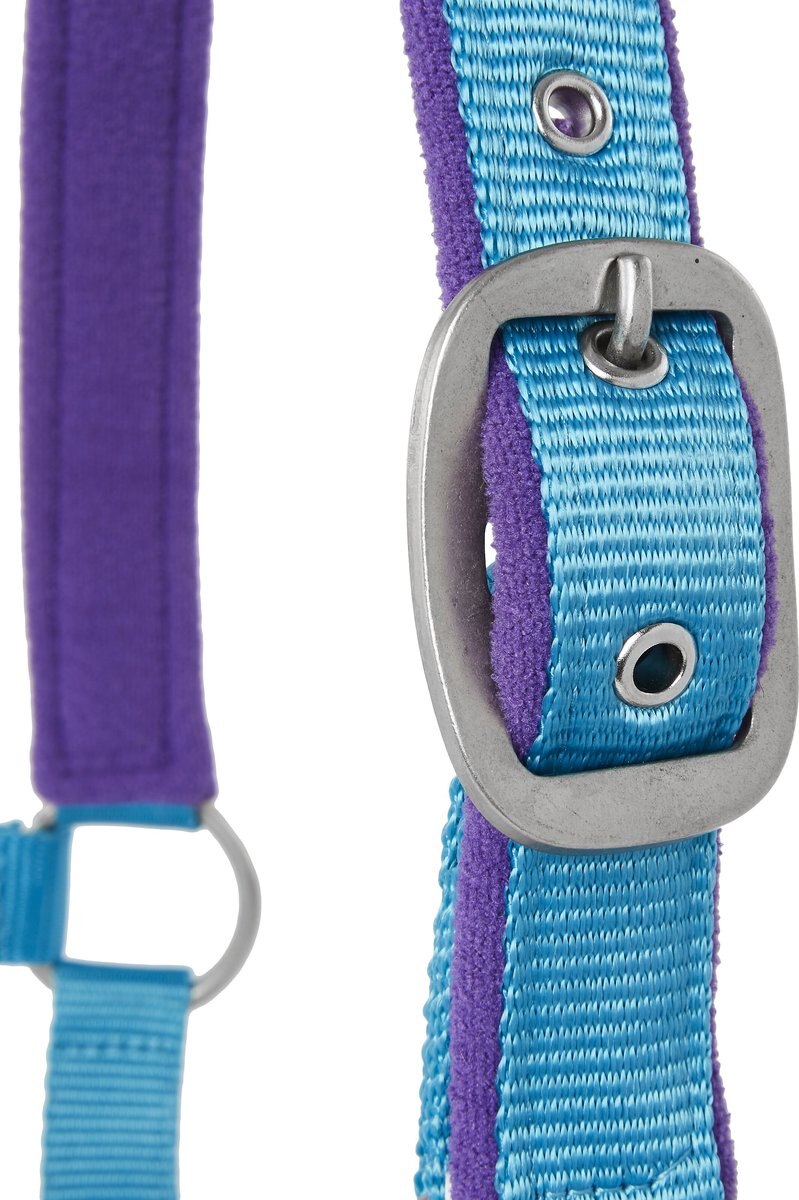 TOUGH1 Nylon Padded Halter with Satin Horse Hardware, Turquoise, Horse ...