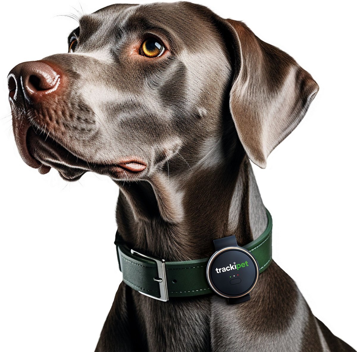 TRACKI TrackiPet Smart GPS Dog Tracker, Slate - Chewy.com
