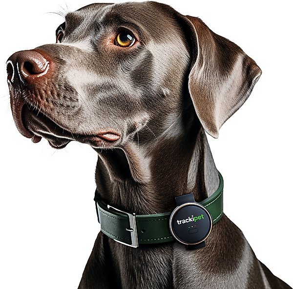 TRACKI TrackiPet Smart GPS Dog Tracker, Slate - Chewy.com