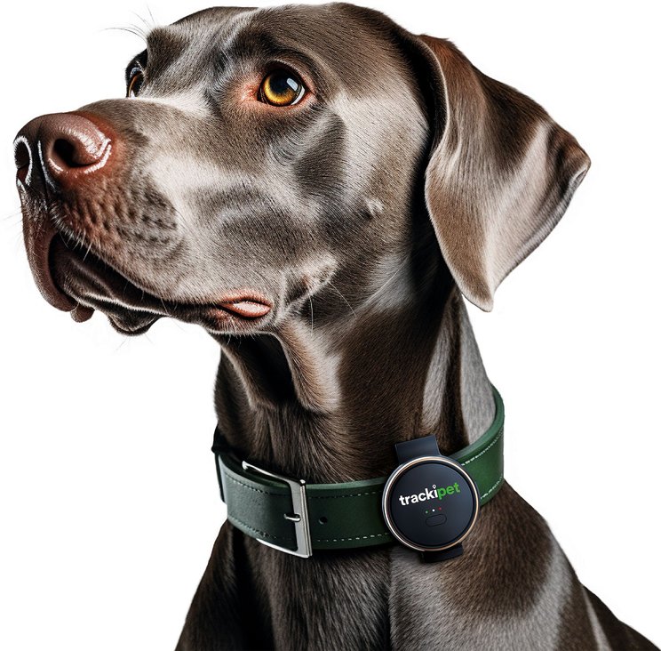 Dog GPS & Activity Trackers: Low Prices (Free Shipping) | Chewy