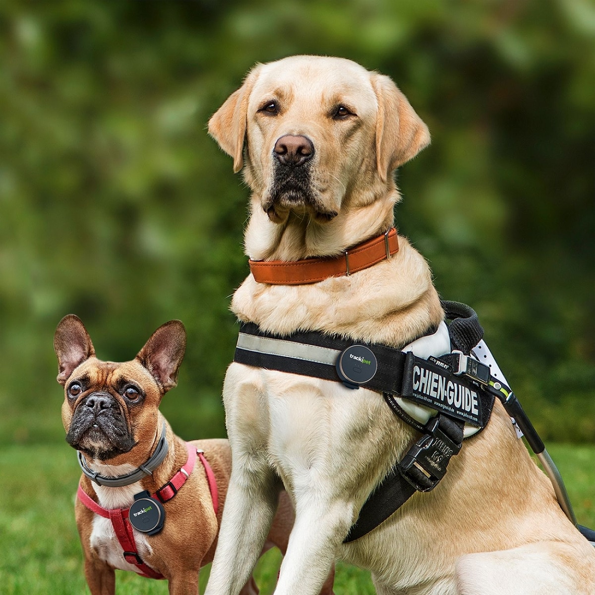 TRACKI TrackiPet Smart GPS Dog Tracker, Slate - Chewy.com