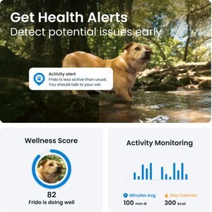 10 Best Dog Training Collars 2025: According to Reviews | Chewy