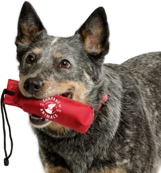 TRAINING COA Canvas Dog Training Tool, Red, Large - Chewy.com