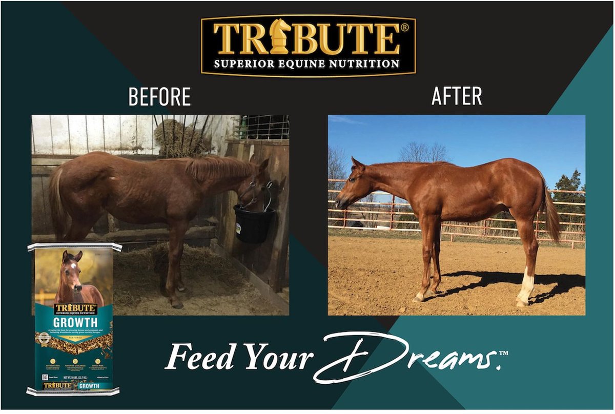 TRIBUTE EQUINE NUTRITION Growth Textured Horse Feed, 50-lb bag - Chewy.com