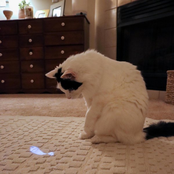 TURBO Fish Projection LED Pointer Cat Toy - Chewy.com