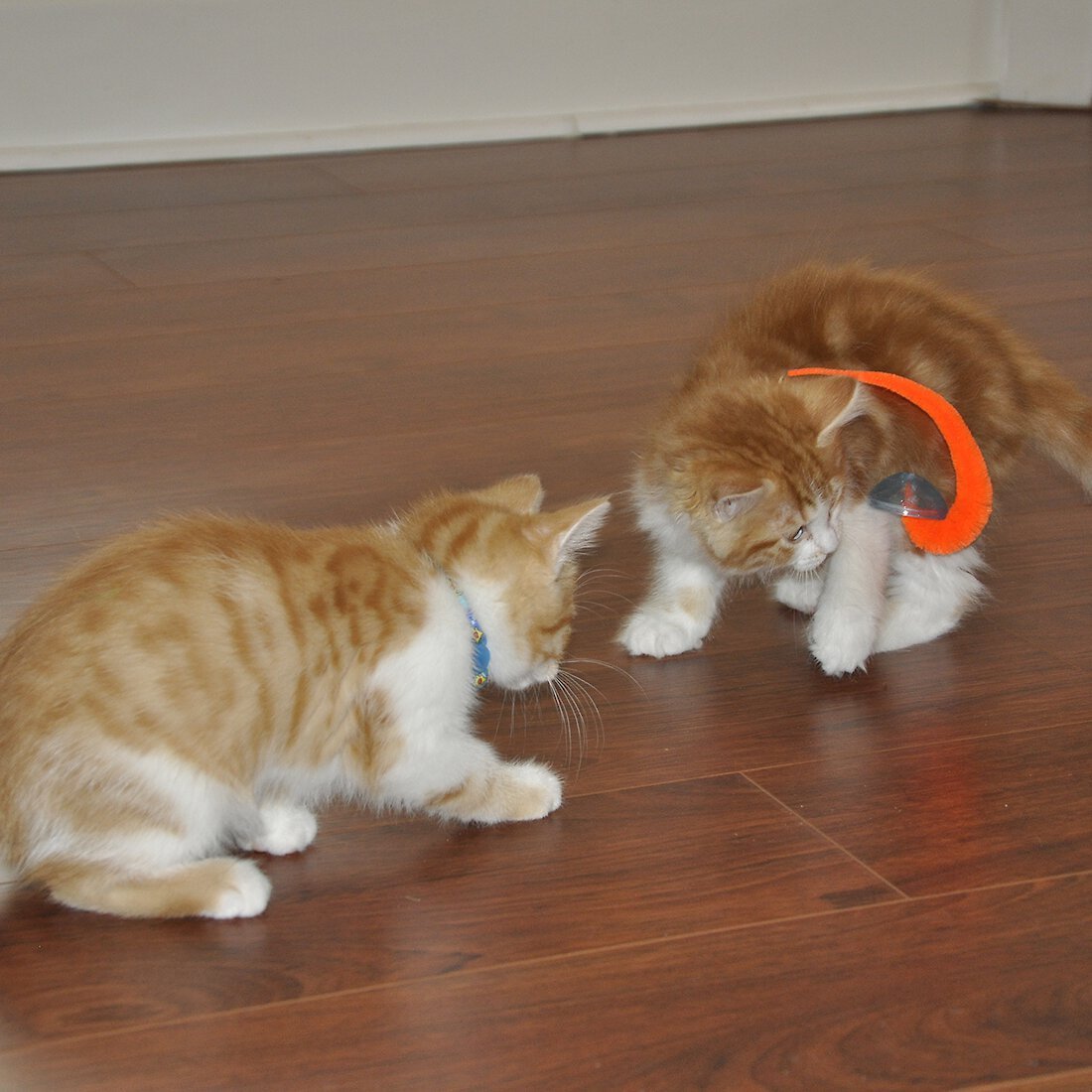 TURBO Whirly Pop Cat Toy with Catnip - Chewy.com