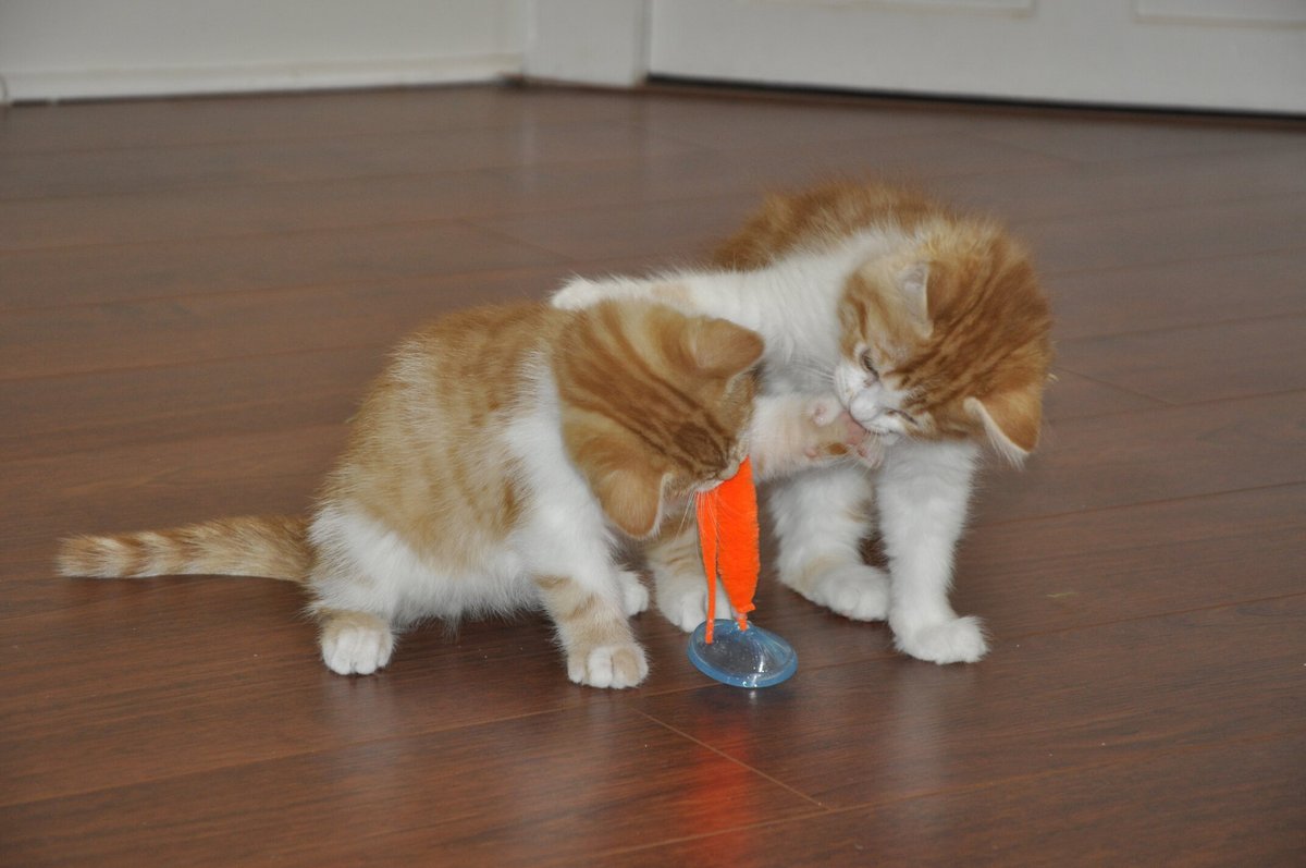 TURBO Whirly Pop Cat Toy with Catnip - Chewy.com