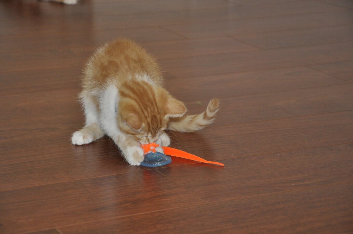 TURBO Whirly Pop Cat Toy with Catnip - Chewy.com