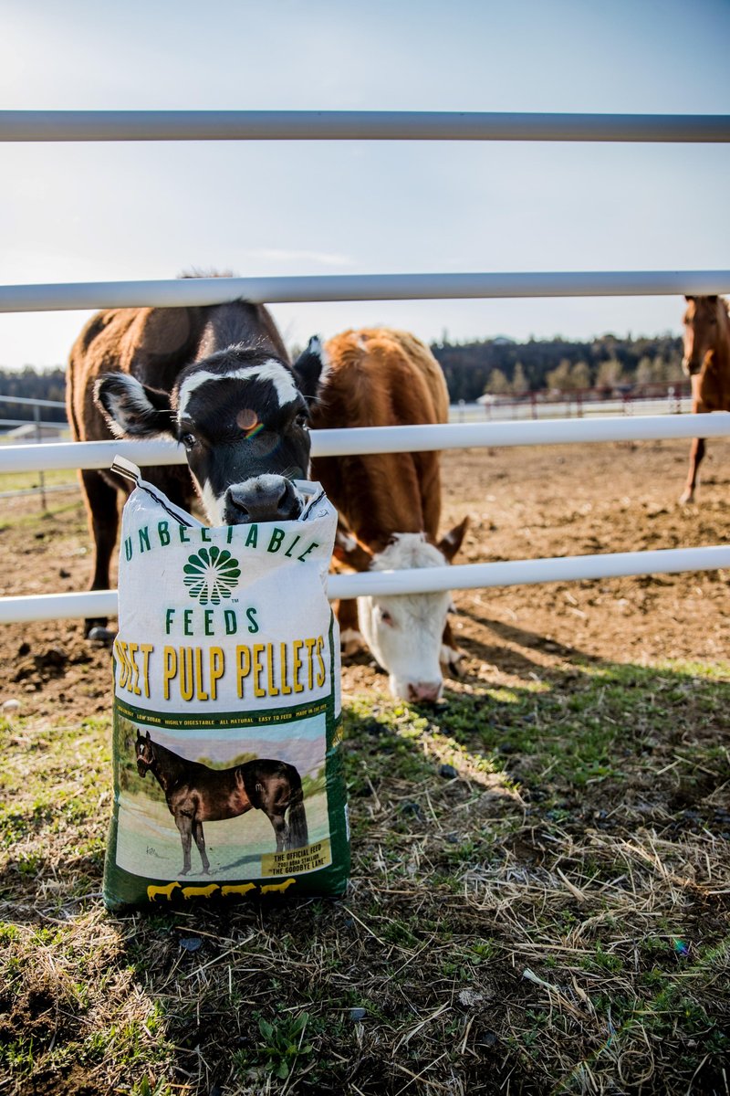 UNBEETABLE FEEDS Beet Pulp Low Sugar Pellets Horse Feed, 50-lb bag ...