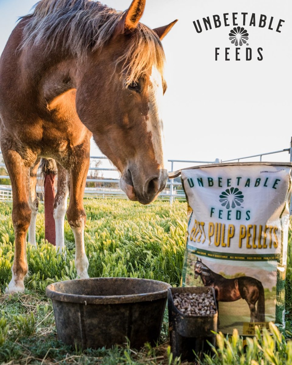 UNBEETABLE FEEDS Beet Pulp Low Sugar Pellets Horse Feed, 50-lb bag ...