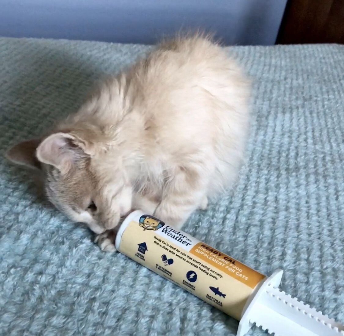 UNDER THE WEATHER Ready Cal High Calorie Food Nutritional Gel Cat ...