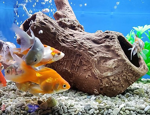 Fish Tank Cover (Free Shipping) | Chewy