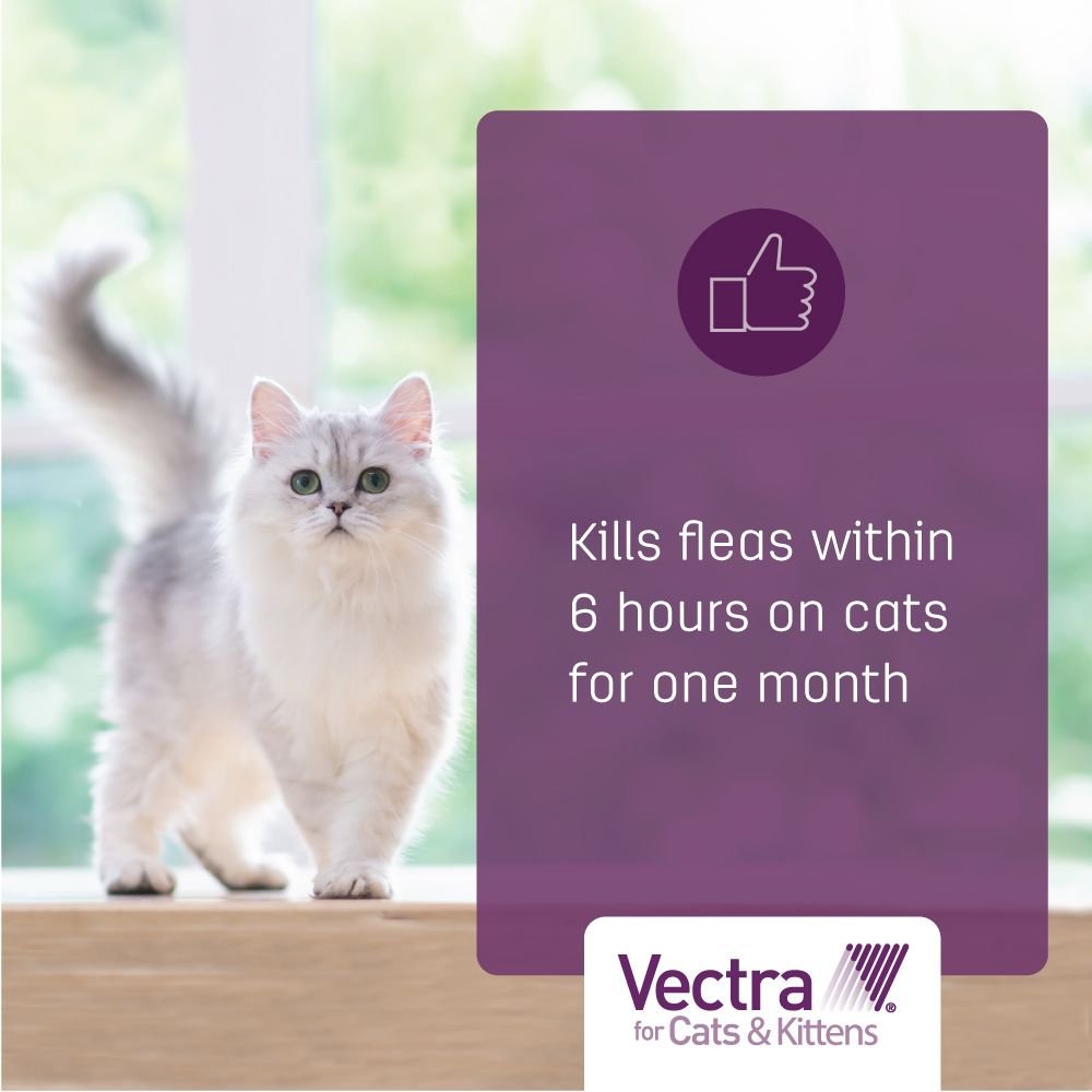 VECTRA Flea Spot Treatment for Cats & Kittens, over 9 lbs, (Green Box ...