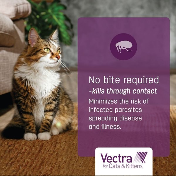 VECTRA Flea Spot Treatment for Cats & Kittens, over 9 lbs, (Green Box ...