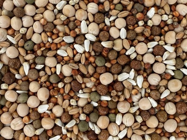 VERSELE-LAGA Classic Pigeon Food Blends 15% No Corn Pigeon Food, 50-lb bag - Chewy.com