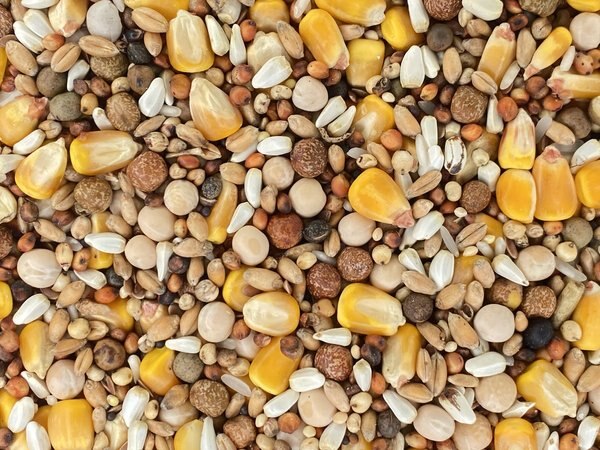 VERSELE-LAGA Classic Pigeon Food Blends Pigeon Food, 50-lb bag - Chewy.com