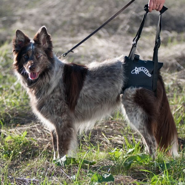 WALKABOUT Airlift One Rear Support Dog & Cat Lifting Harness, Small ...