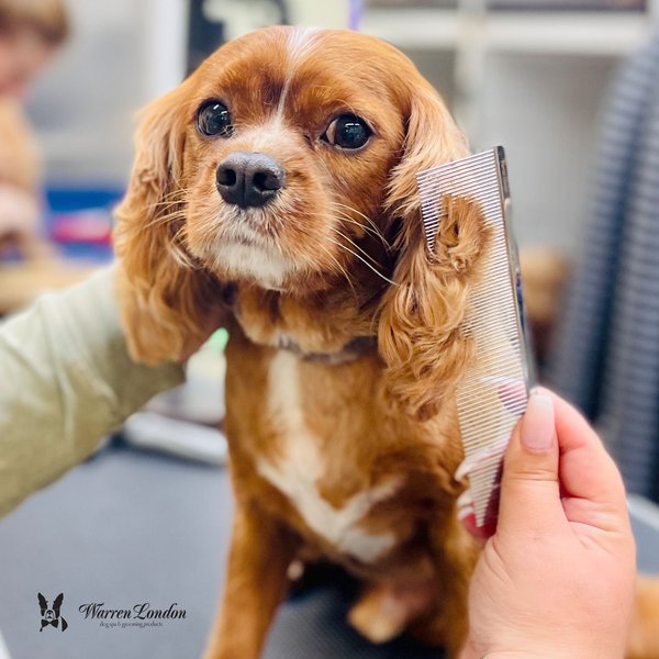 WARREN LONDON Everyday Copper Dog Comb - Chewy.com