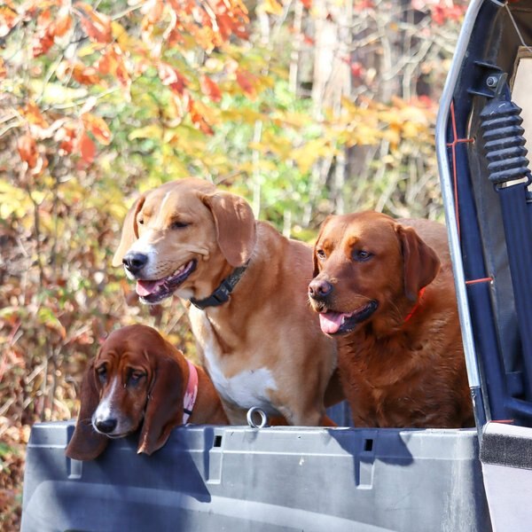 WATER & WOODS Adjustable Dog Collar, NWTF Obsession, Small: 10-14-in ...