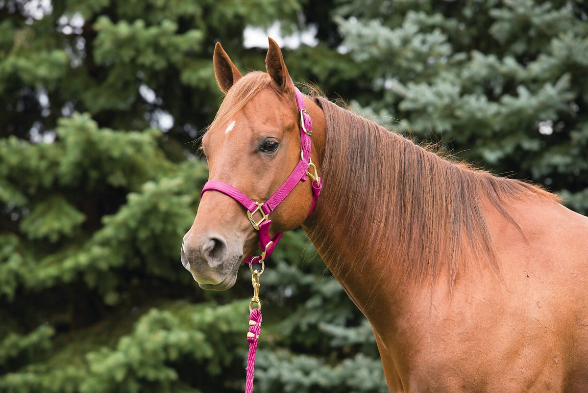 WEAVER EQUINE Original Adjustable Nylon Horse Halter, Diva Pink ...